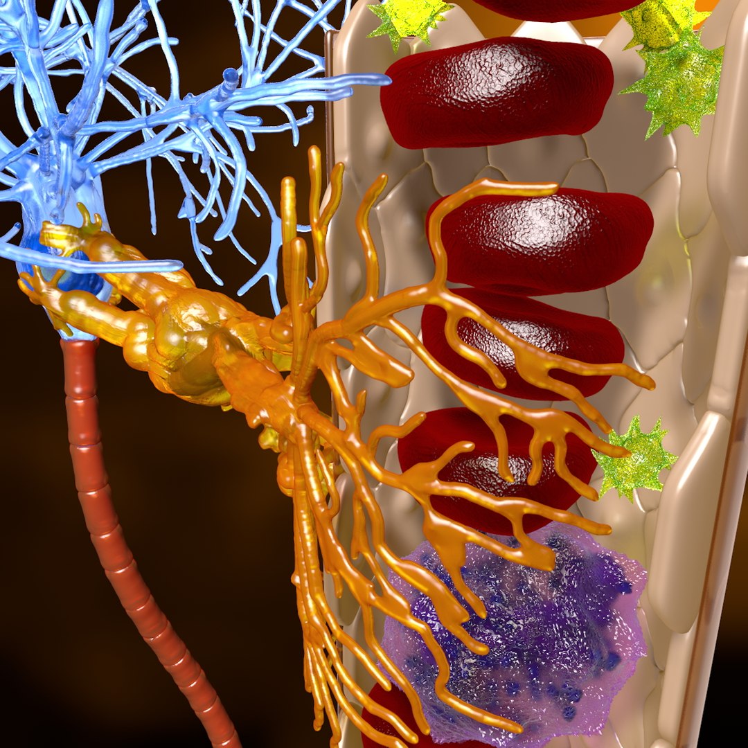 Blood Vessel Astrocyte Neuronal 3d Model