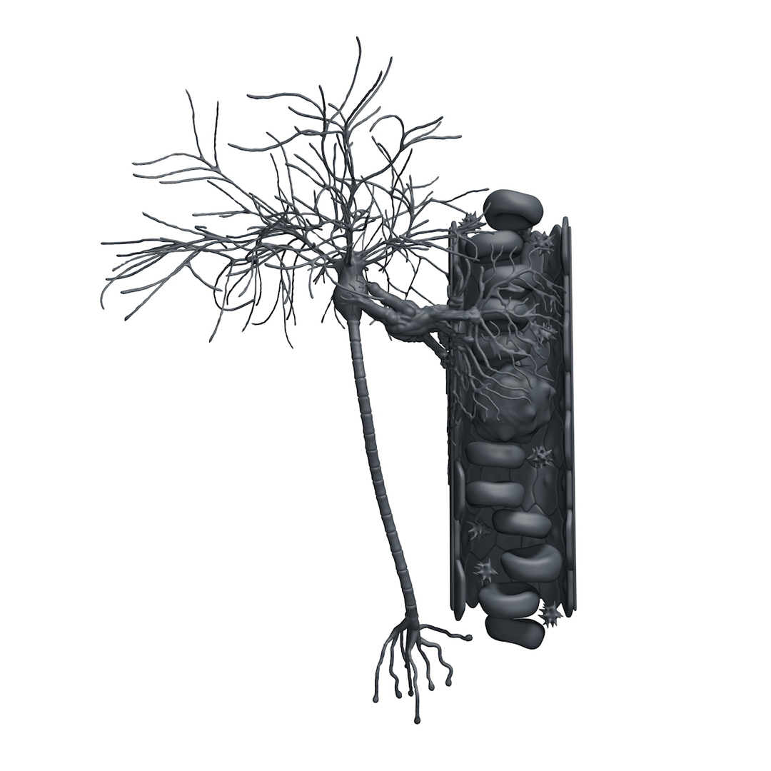 Blood Vessel Astrocyte Neuronal 3d Model