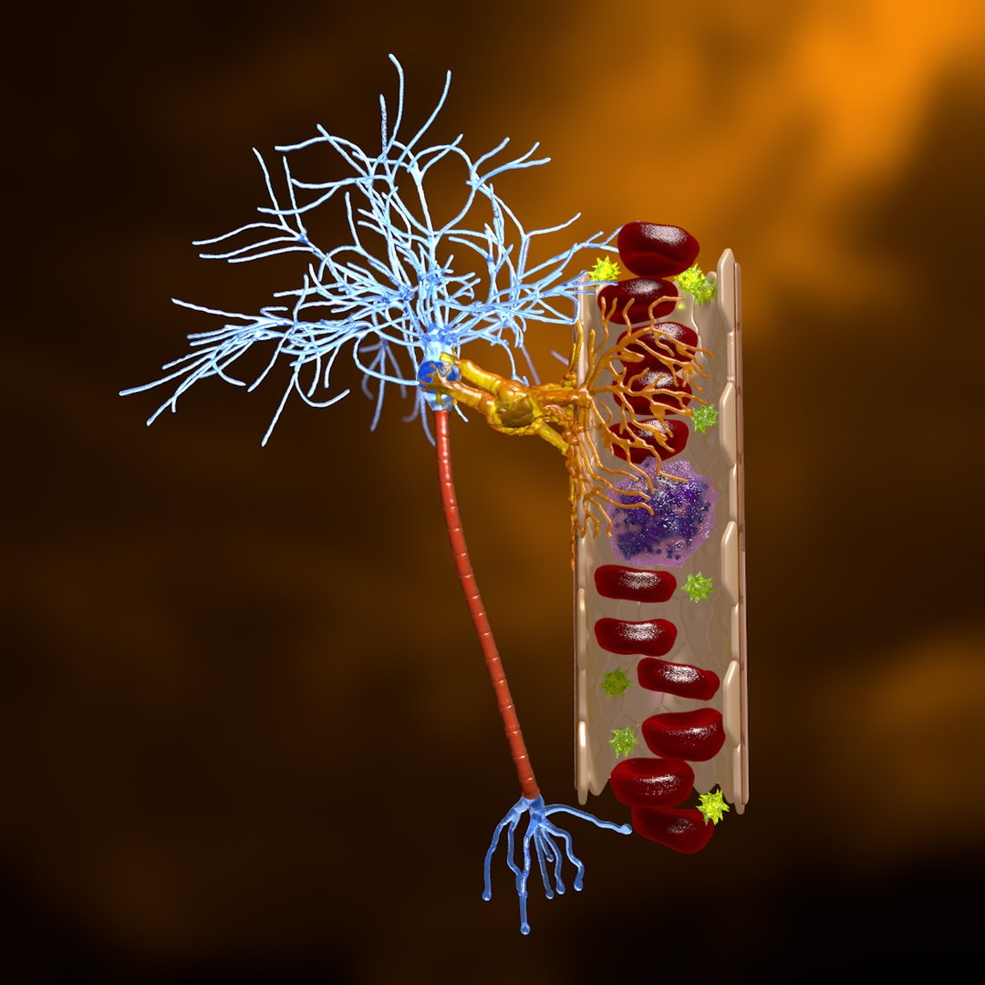 Blood Vessel Astrocyte Neuronal 3d Model