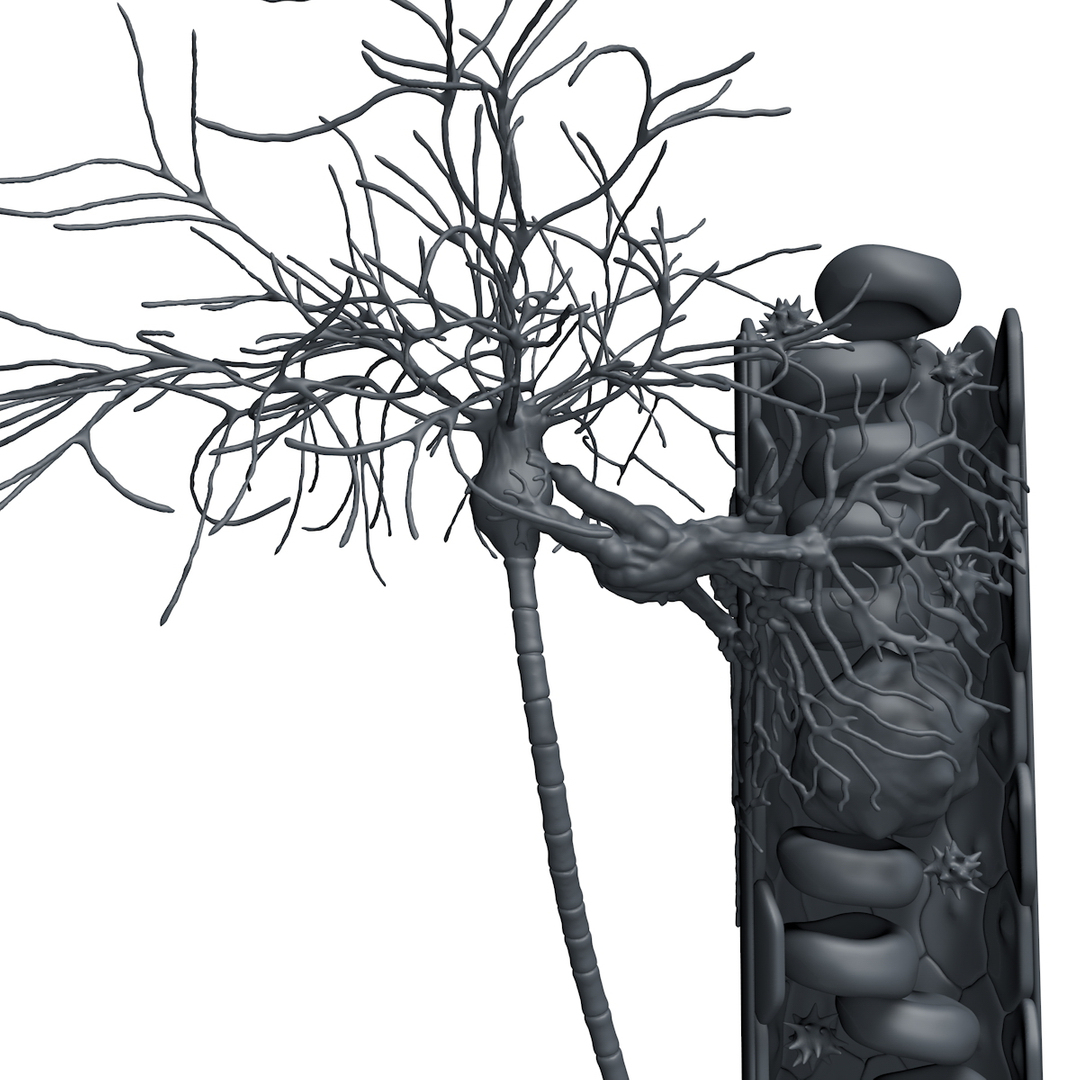 Blood Vessel Astrocyte Neuronal 3d Model