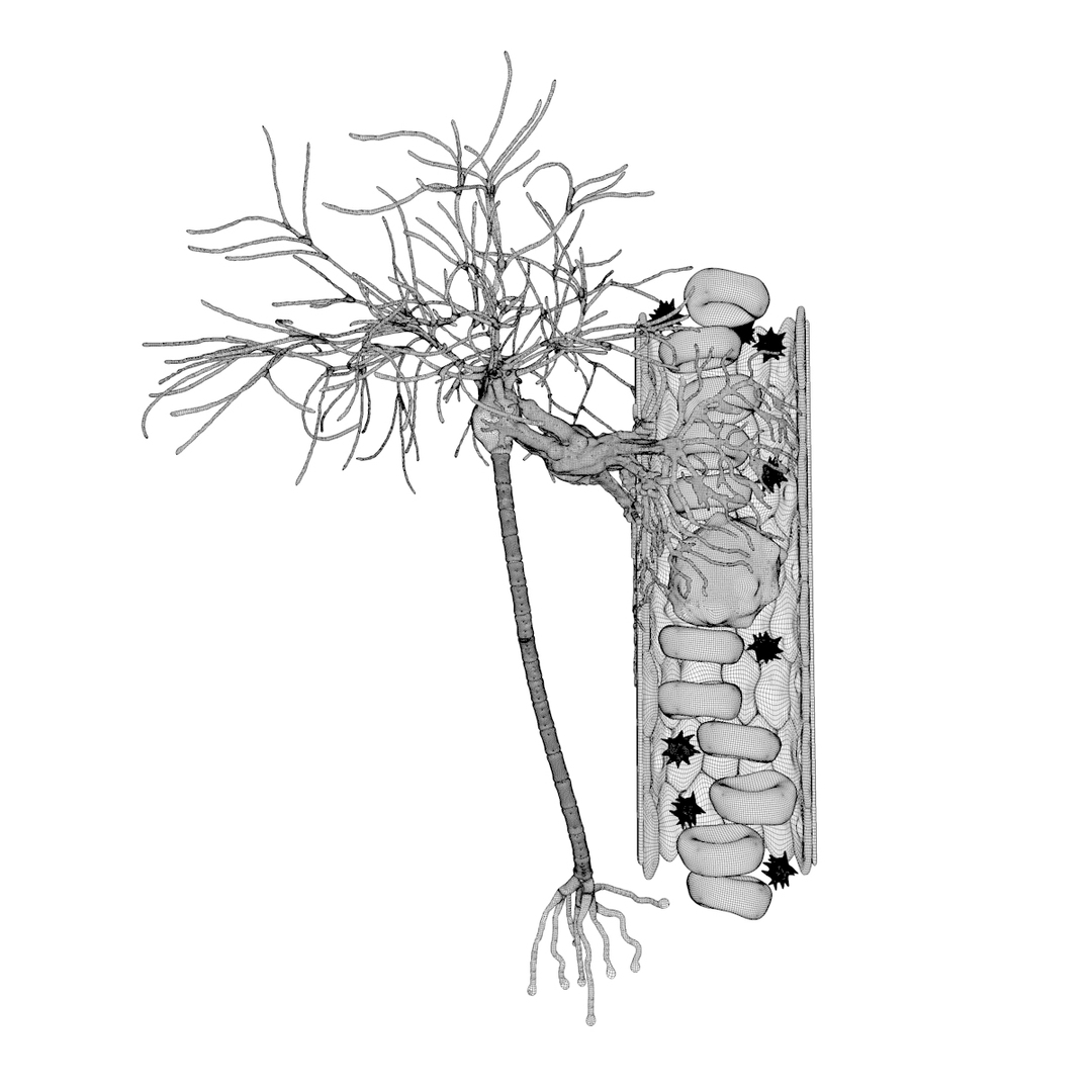 Blood Vessel Astrocyte Neuronal 3d Model