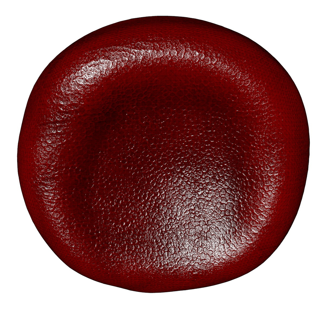 Human Red Blood Cell 3d Model