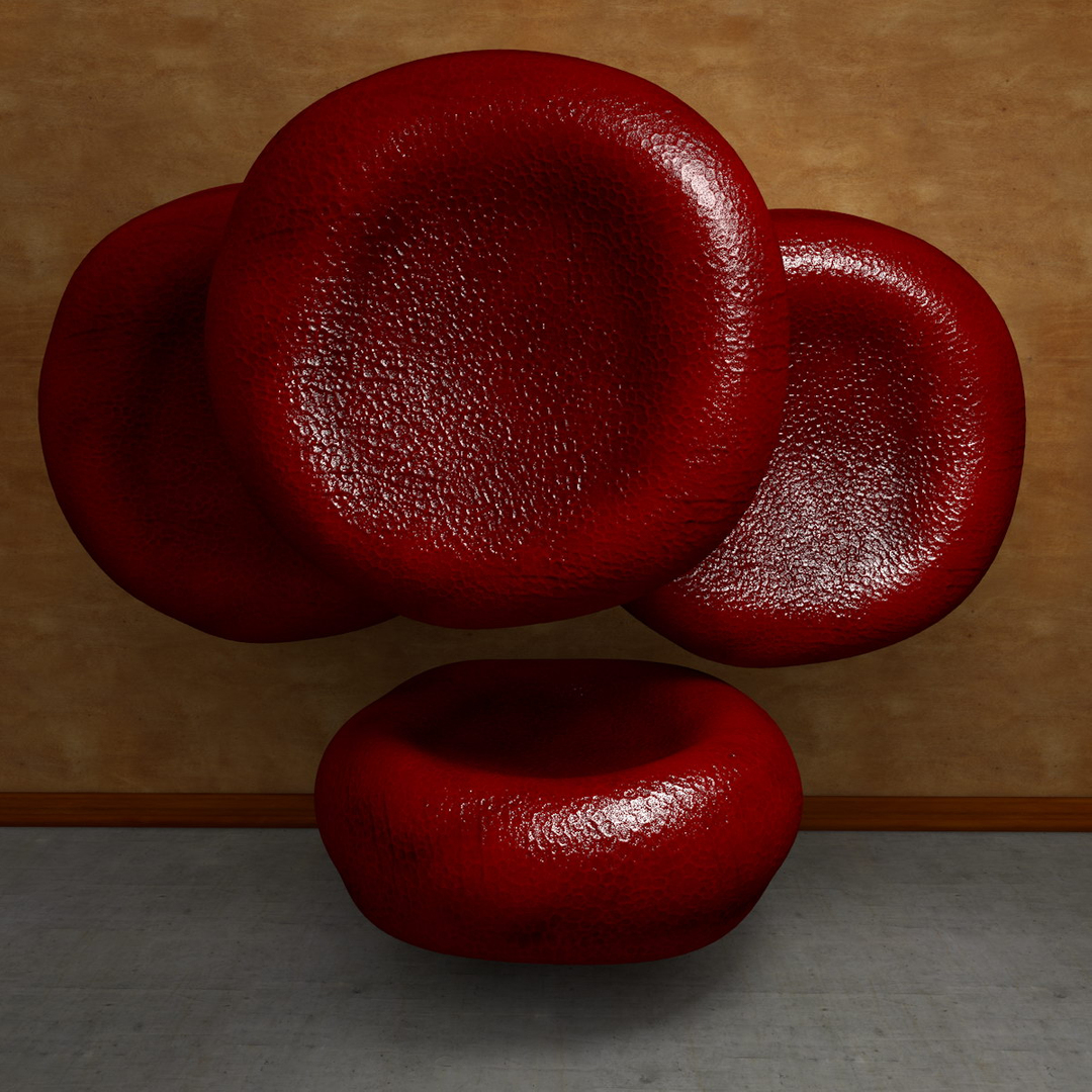 Human Red Blood Cell 3d Model