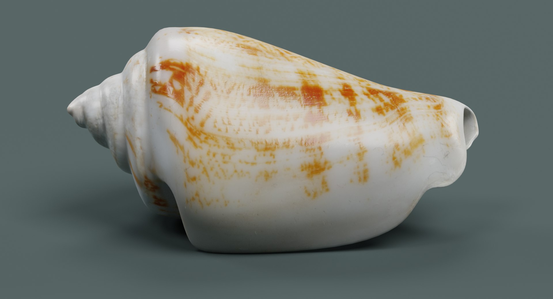 Photorealistic seashells 3D model - TurboSquid 1229531