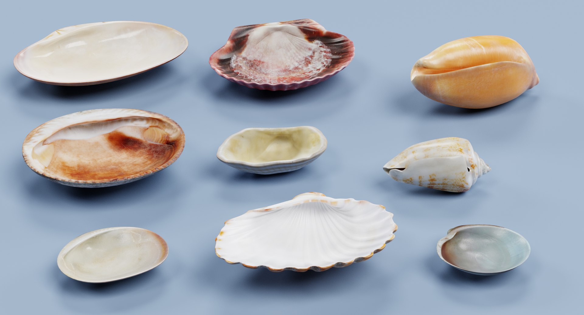 Photorealistic seashells 3D model - TurboSquid 1229531