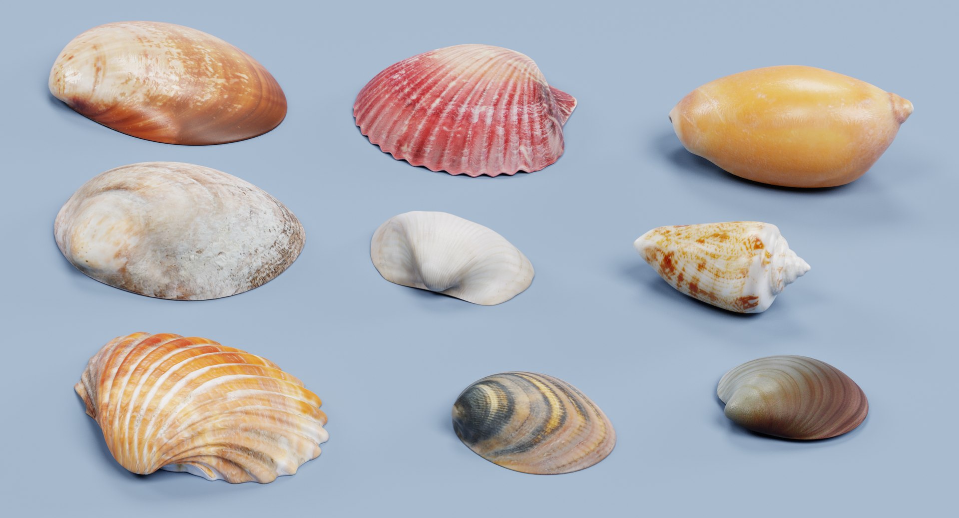 Photorealistic seashells 3D model - TurboSquid 1229531