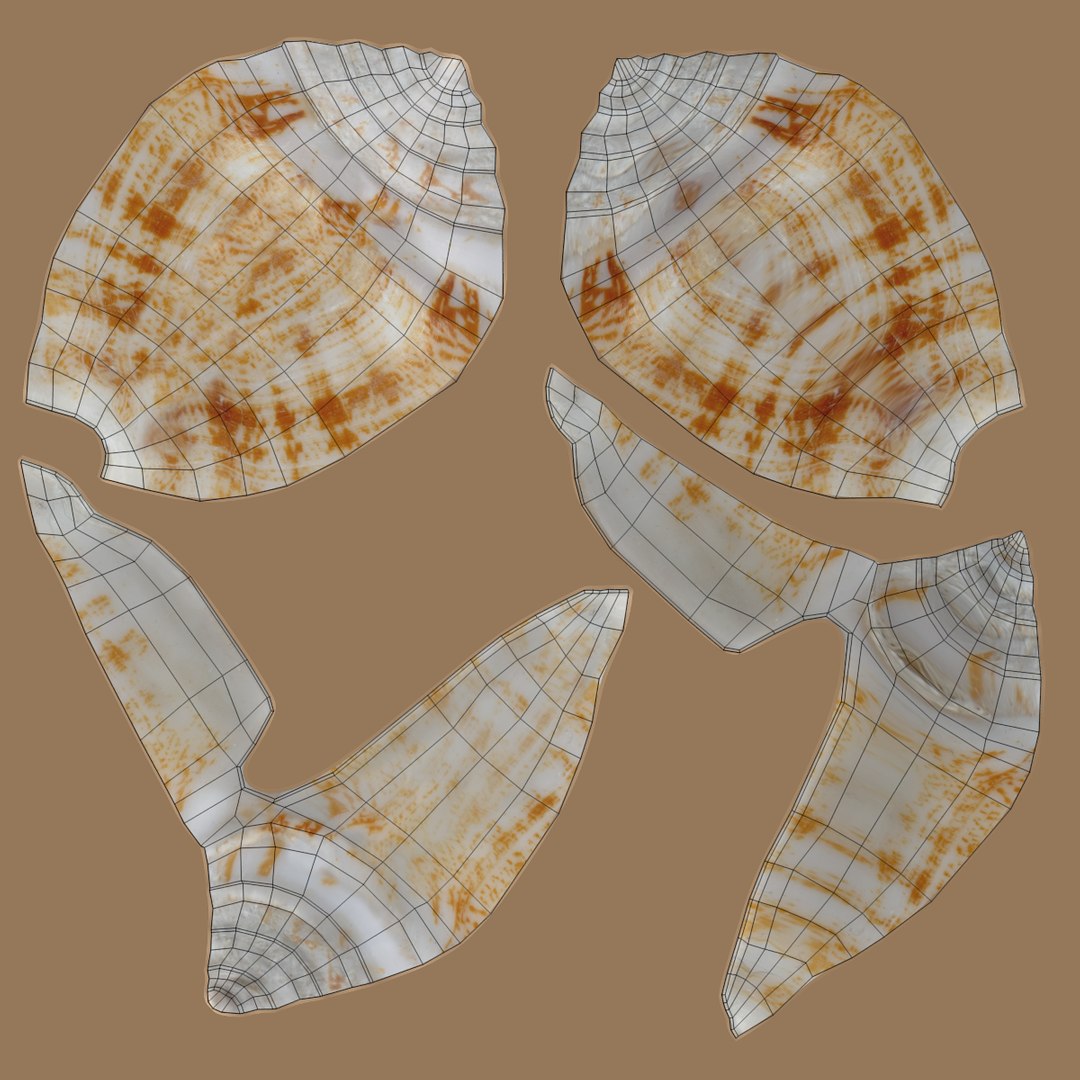 Photorealistic seashells 3D model - TurboSquid 1229531
