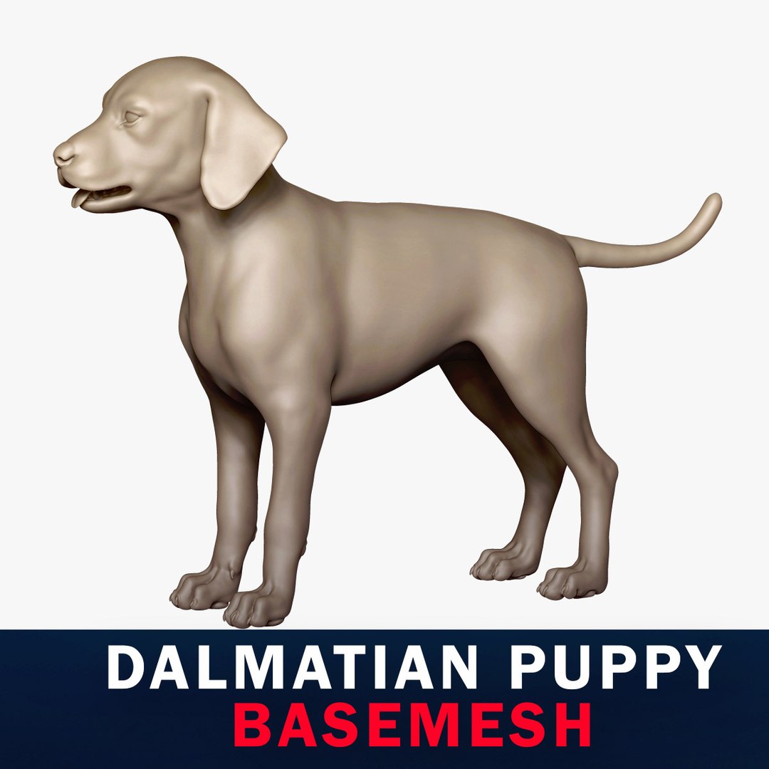 Dalmatian Puppy Base Mesh 3D Model 3D Model - TurboSquid 1863568