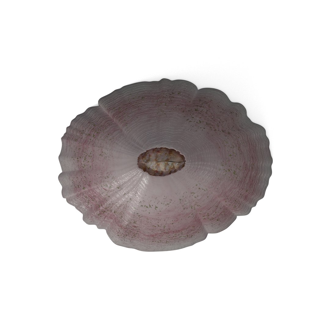Shells Perforate Barnacle 3d Max