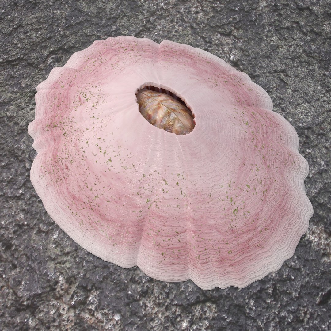 Shells Perforate Barnacle 3d Max