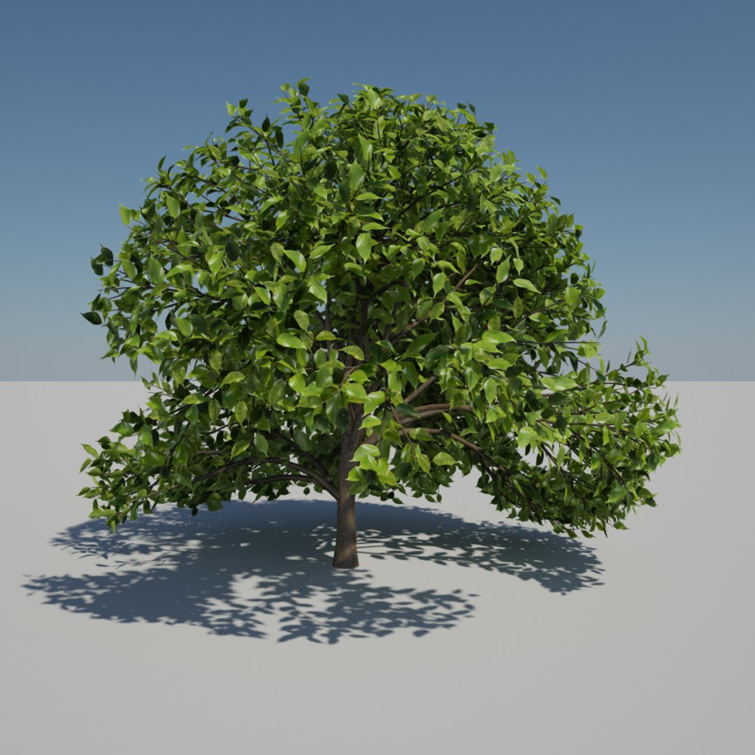 3d Model Ficus Tree
