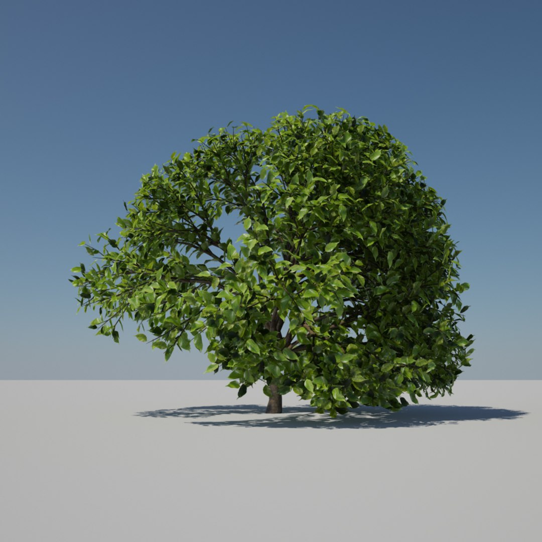 3d Model Ficus Tree