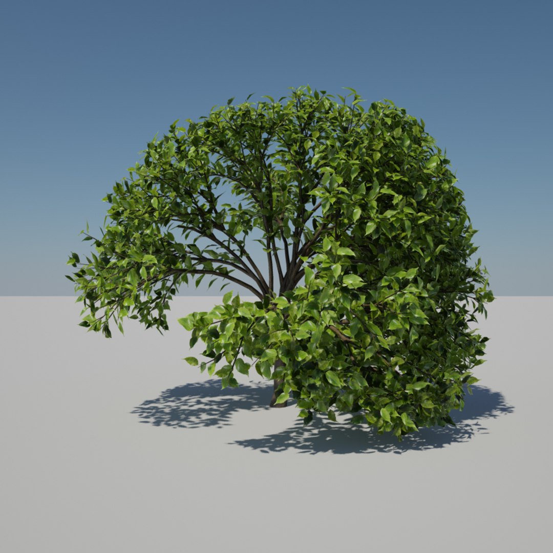 3d Model Ficus Tree