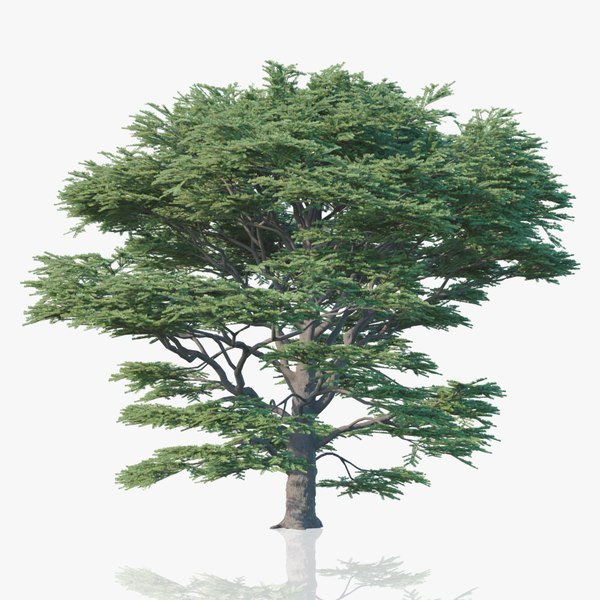 Cedrus Libani - Big Cedar Trees 3D model - TurboSquid 1815165