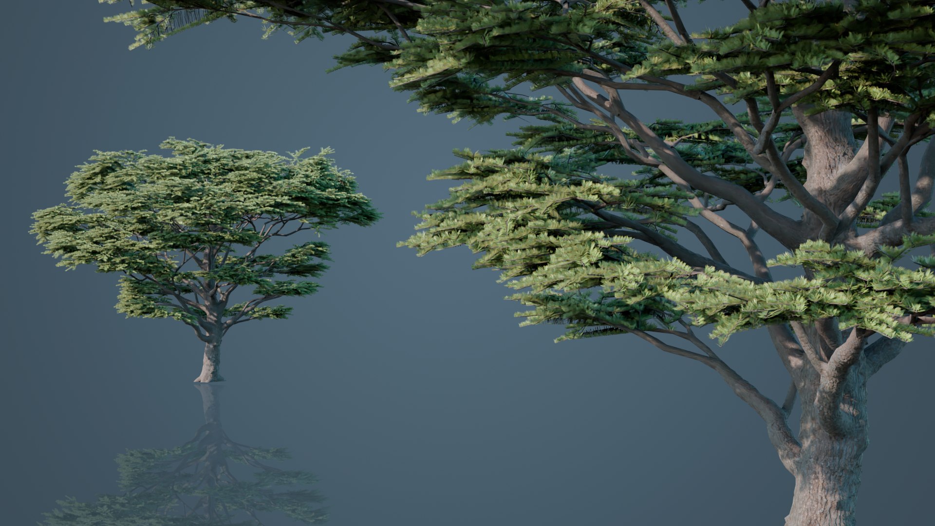 Cedrus Libani - Big Cedar Trees 3D Model - TurboSquid 1815165