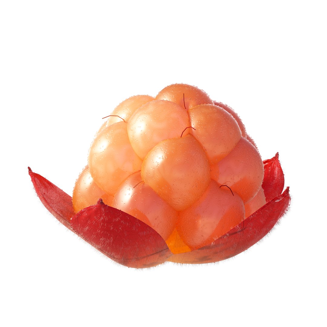 Cloudberry Fruit 3D Model - TurboSquid 2241814