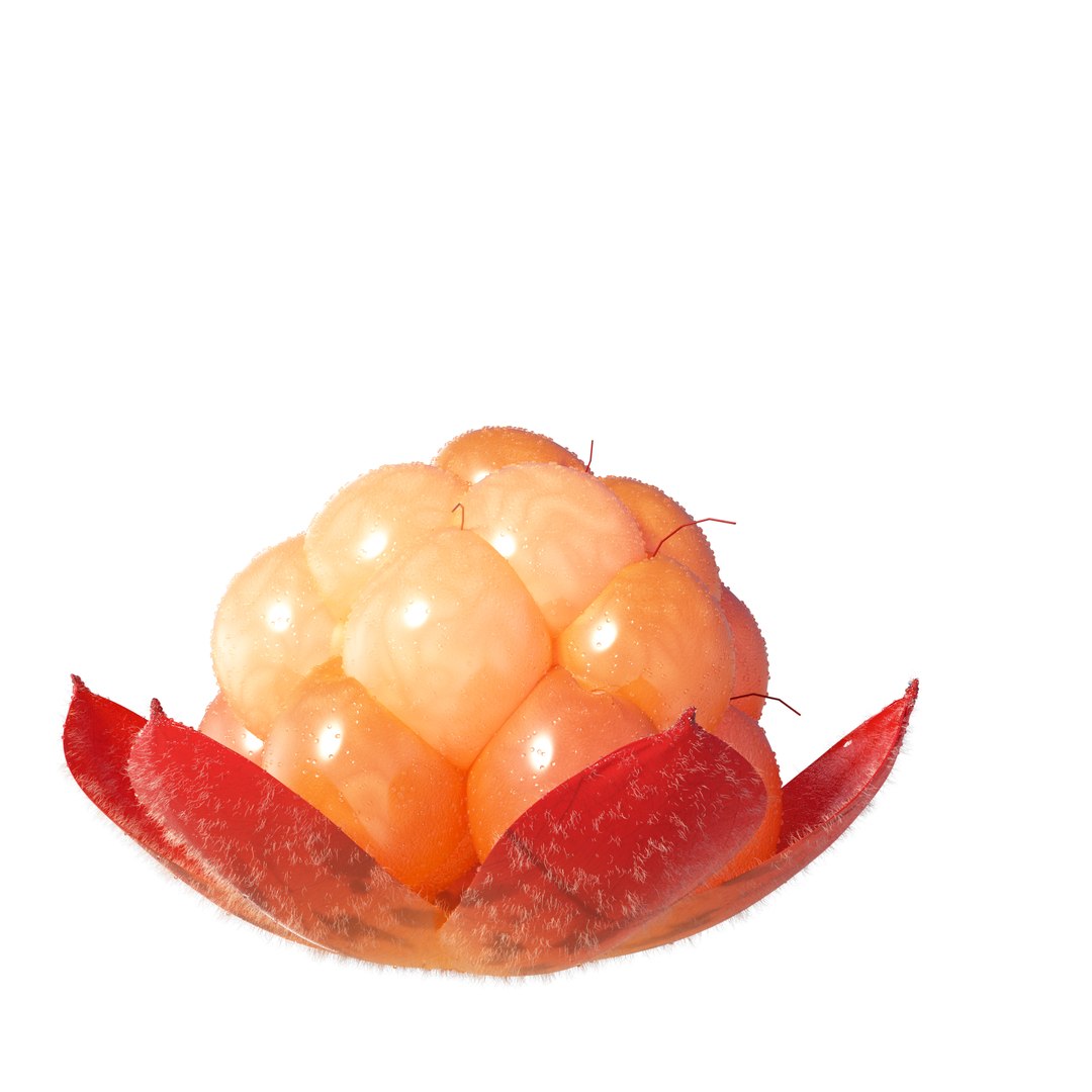Cloudberry Fruit 3D Model - TurboSquid 2241814