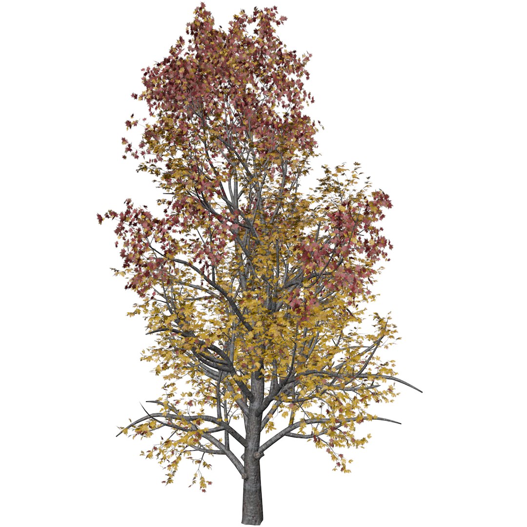 3D Mountain Maple Trees In Fall Collection - TurboSquid 2379041