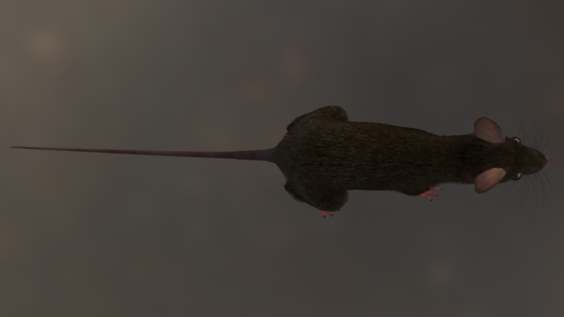 Rat 3D Model - TurboSquid 2370512