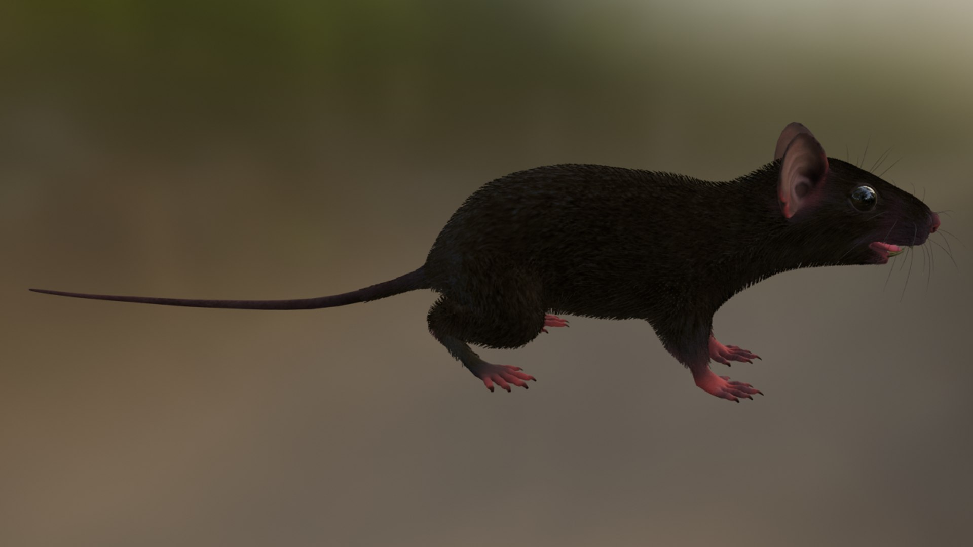 Rat 3D Model - TurboSquid 2370512