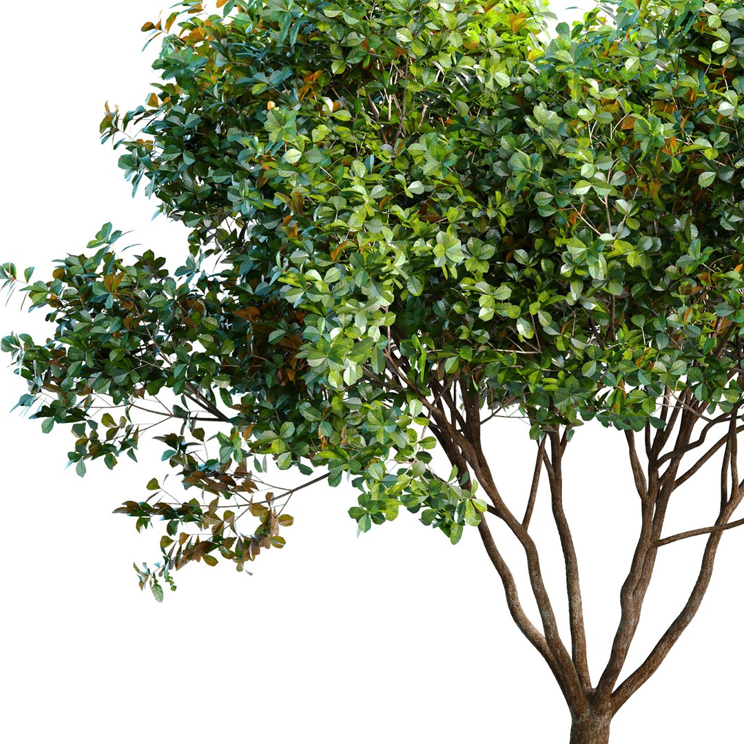 3D Decorative Evergreen Garden Street Tree - TurboSquid 2164390