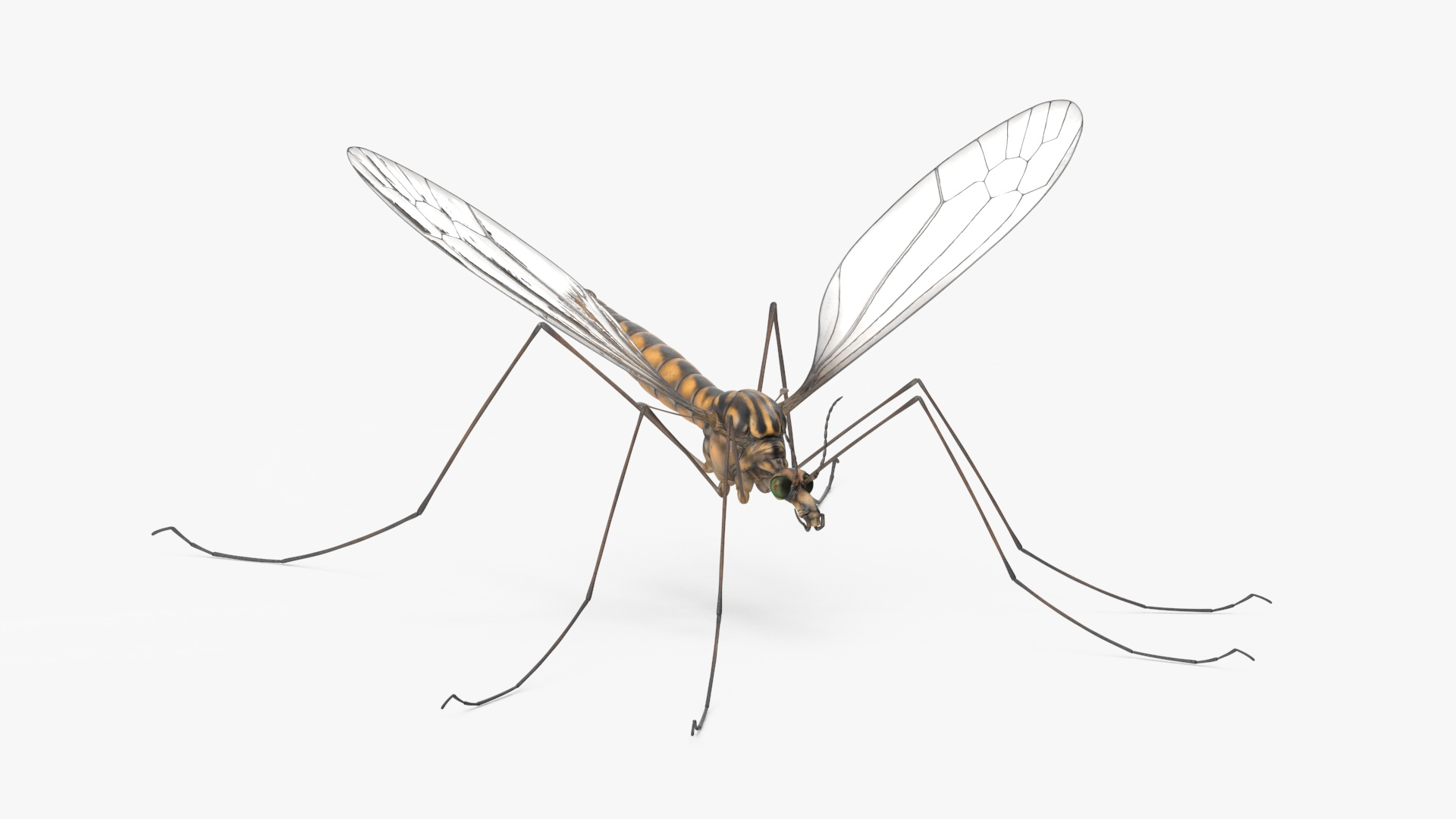 3D Mosquito Hawk Crane Fly Gollywhopper - TurboSquid 2229906