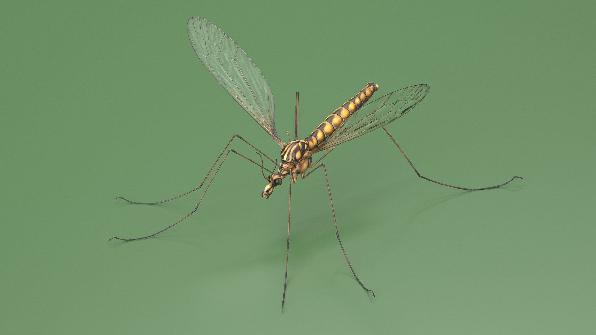 3D Mosquito Hawk Crane Fly Gollywhopper - TurboSquid 2229906