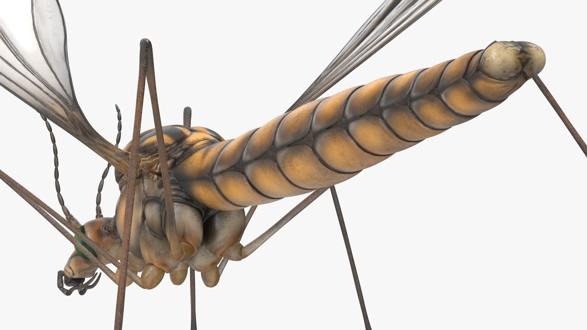 3D Mosquito Hawk Crane Fly Gollywhopper - TurboSquid 2229906