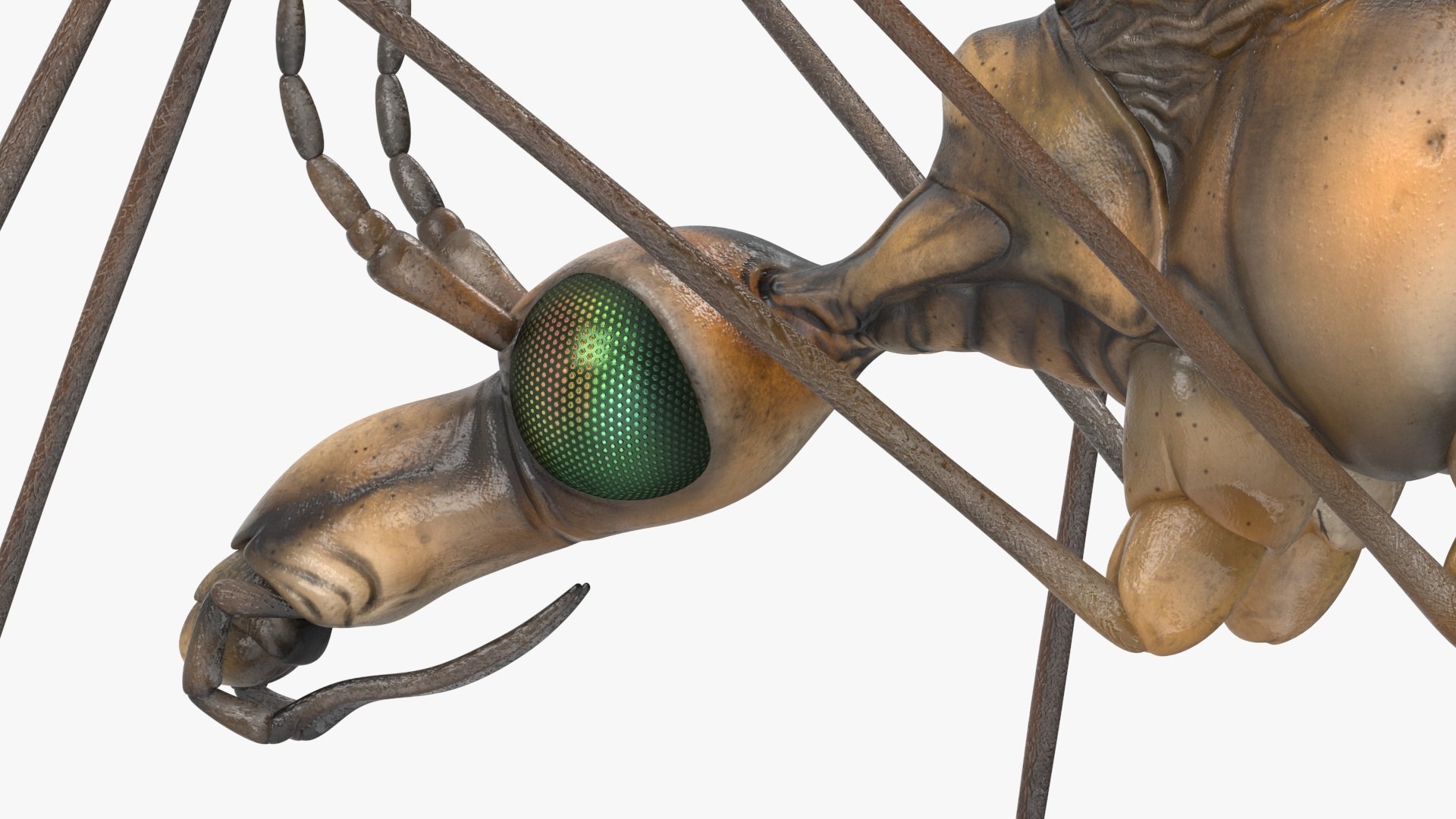 3D Mosquito Hawk Crane Fly Gollywhopper - TurboSquid 2229906