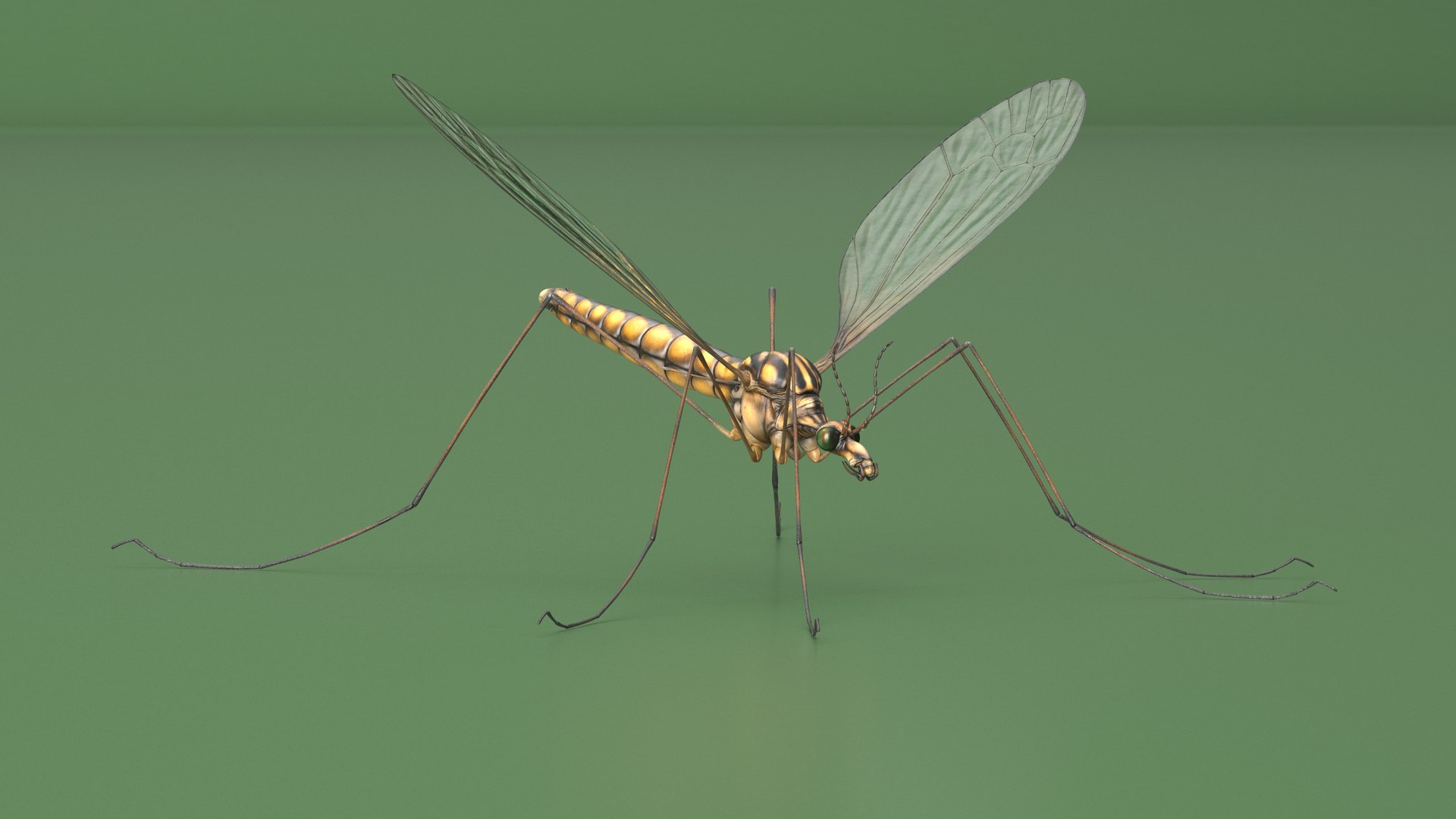 3D Mosquito Hawk Crane Fly Gollywhopper - TurboSquid 2229906