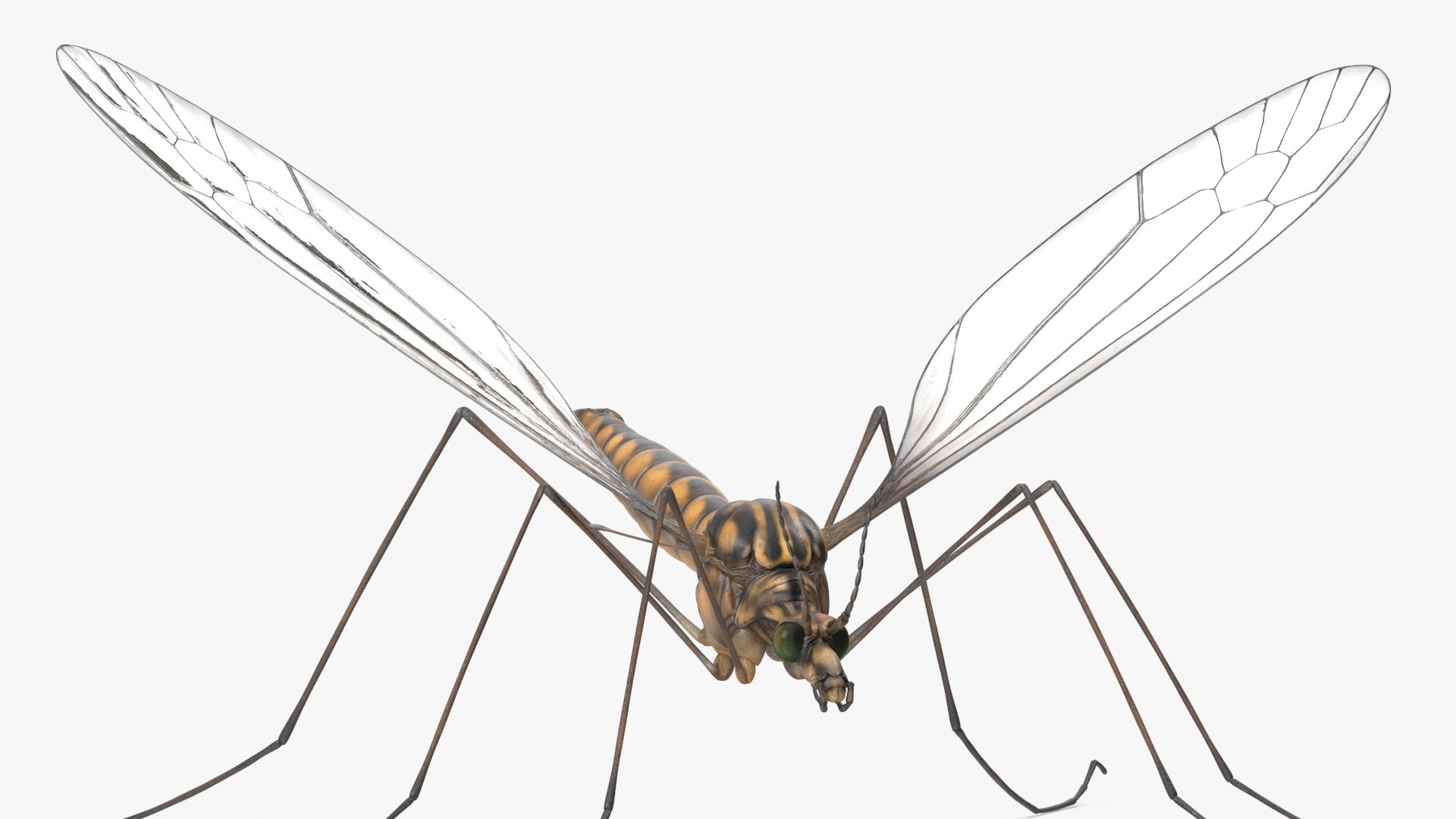 3D Mosquito Hawk Crane Fly Gollywhopper - TurboSquid 2229906