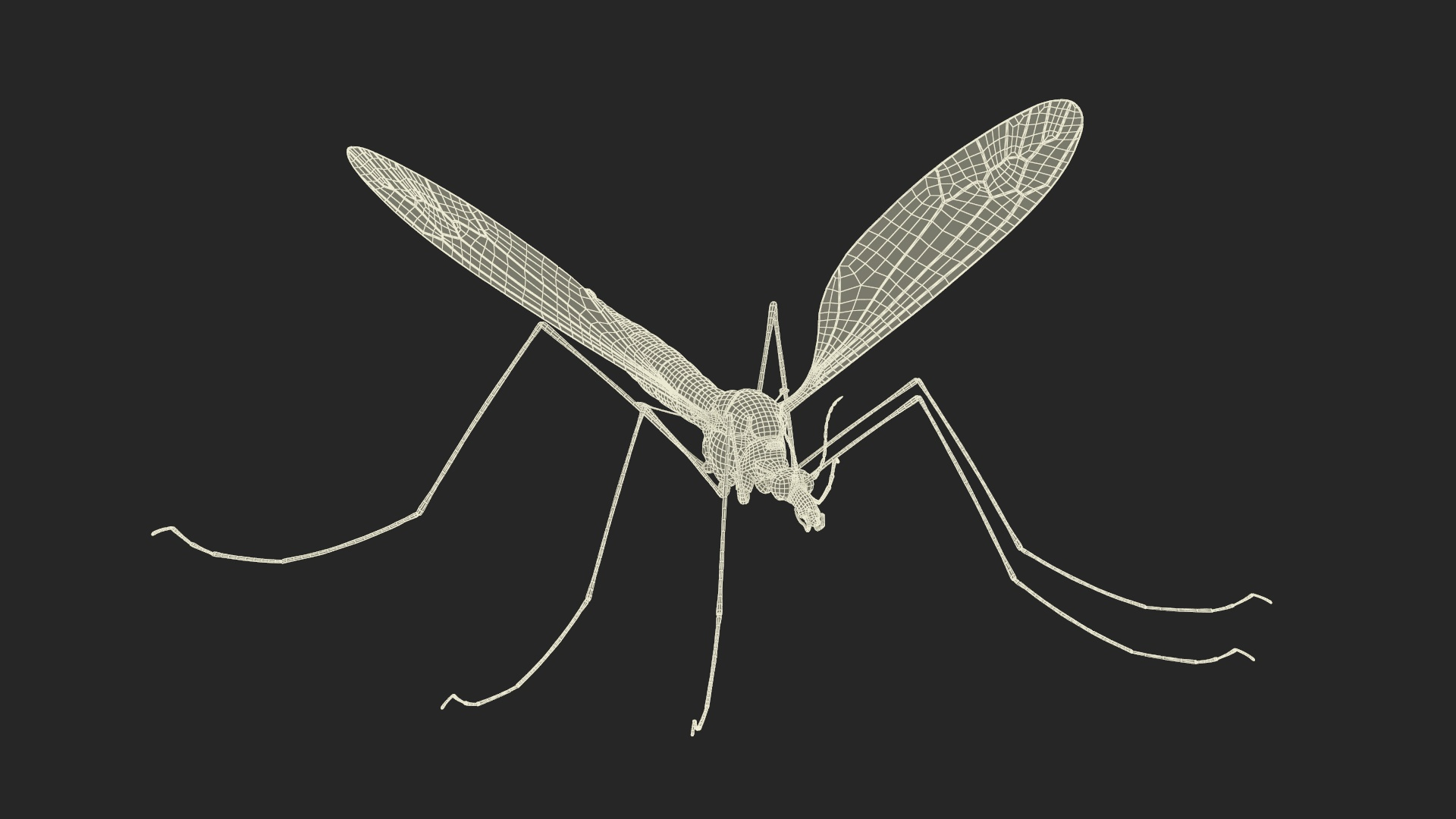 Mosquito Hawk Mosquito Hawks Mating