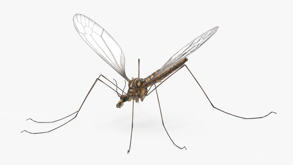 modelo 3d Mosquito Halcón Grulla Mosca Gollywhopper - TurboSquid 2229906