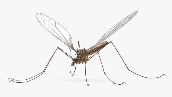 modelo 3d Mosquito Halcón Grulla Mosca Gollywhopper - TurboSquid 2229906