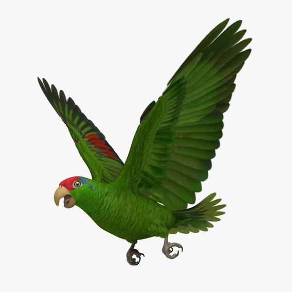 Parrot 3D Models for Download | TurboSquid