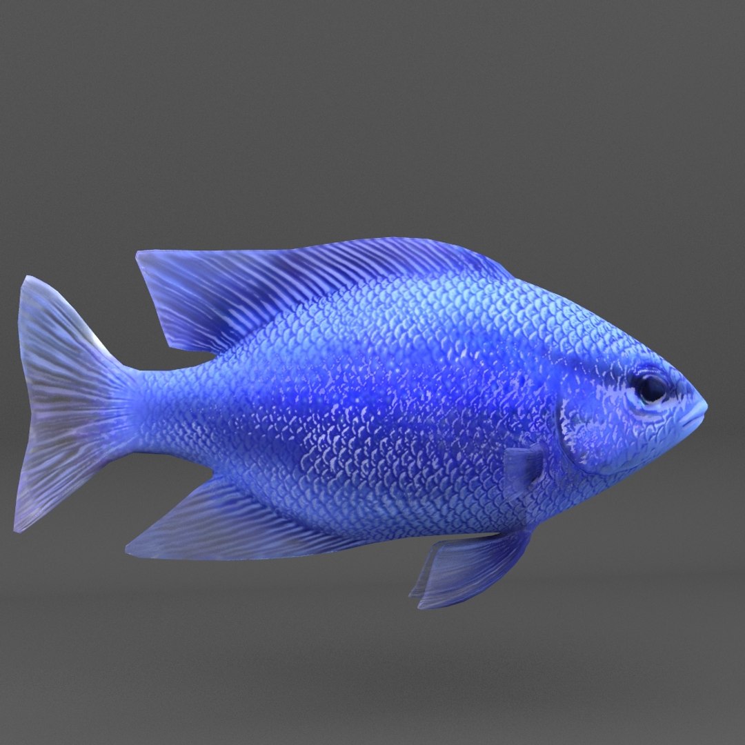 Fish Animation Max