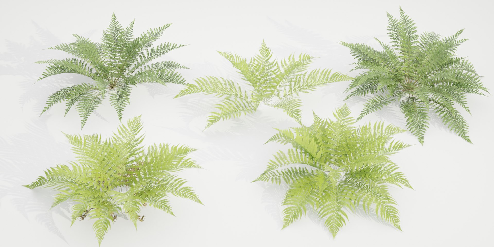 Ferns Collection Vol 104-Blender Model - TurboSquid 2137843