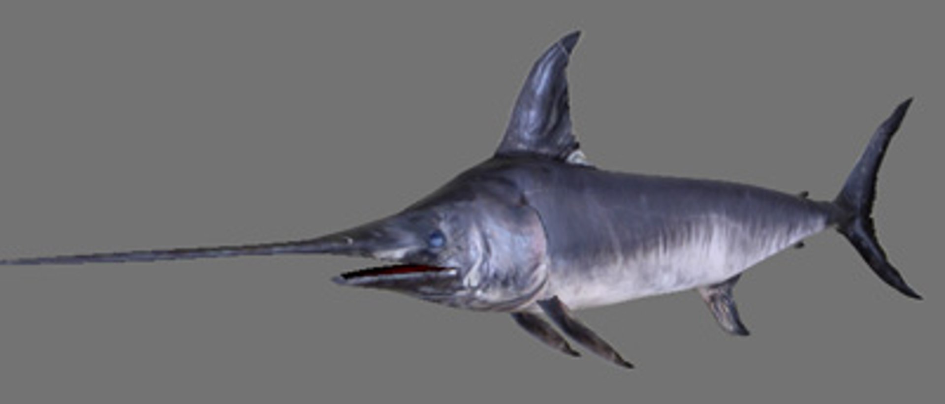 Swordfish Fish 3d Model
