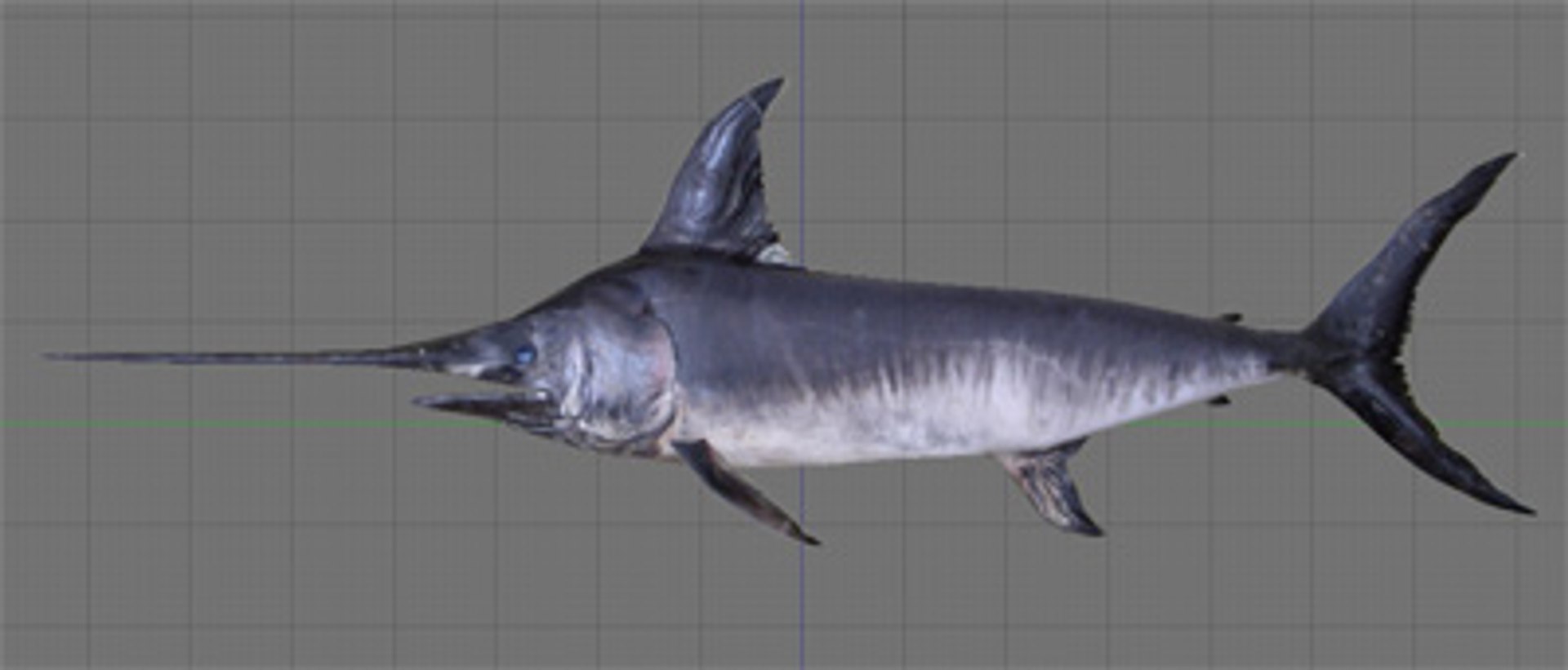 Swordfish Fish 3d Model