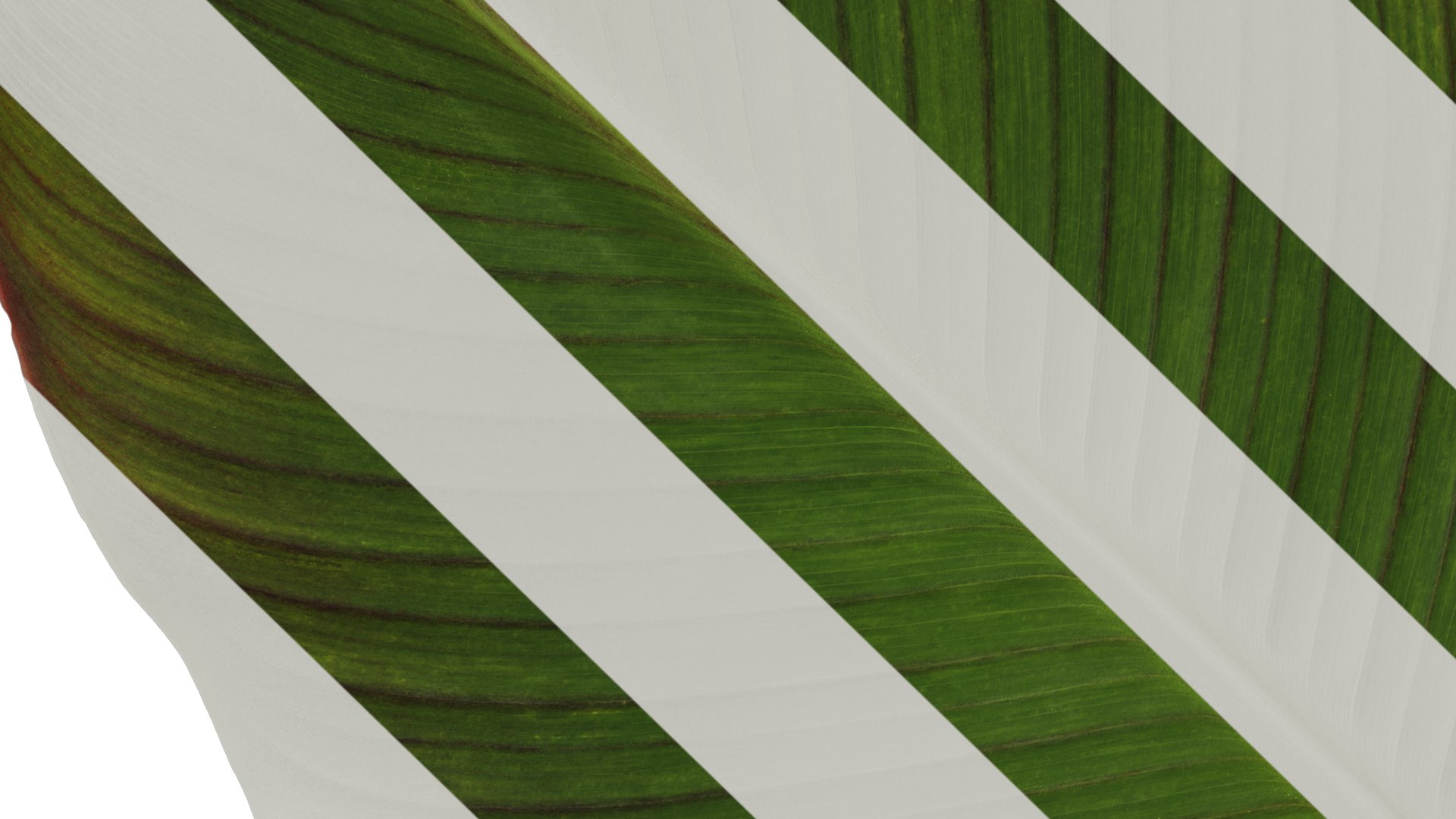 3D Anydrafts Canna Indica Leaf 05 Textures - TurboSquid 2353072