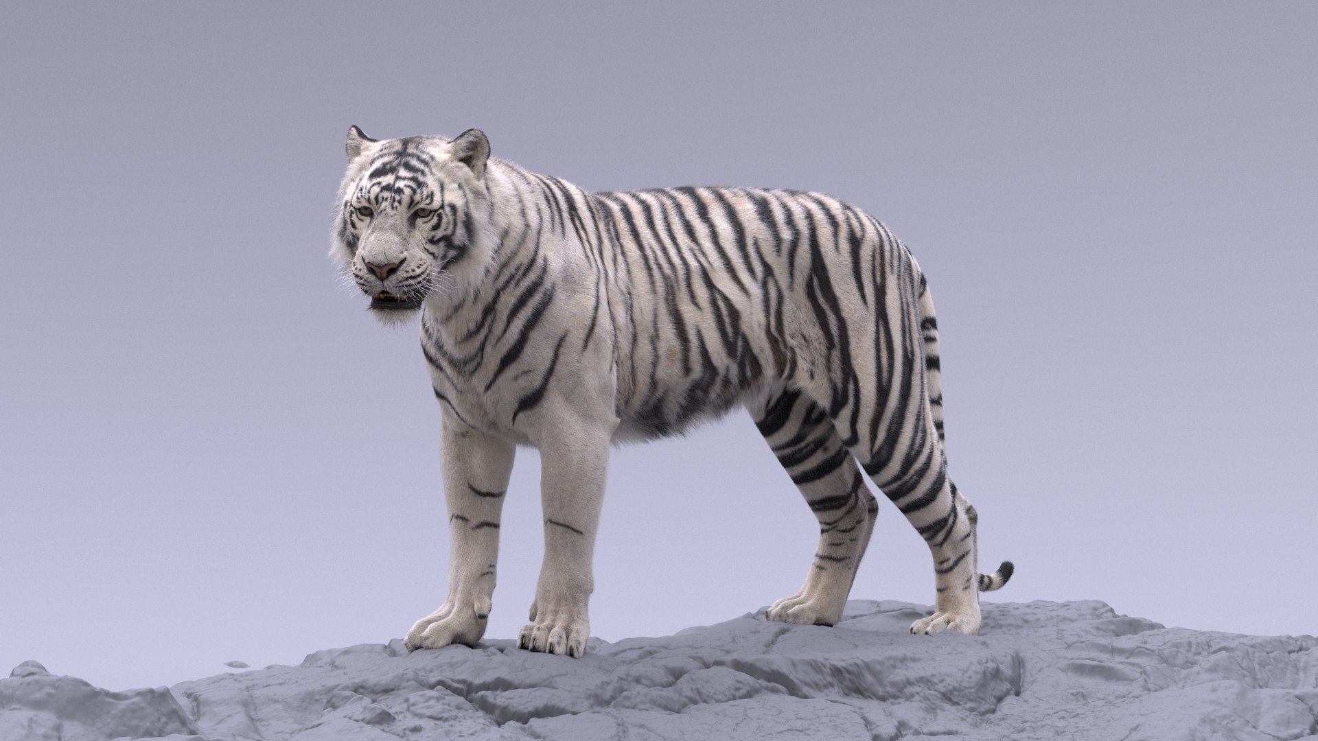 3D Tiger RIGGED Collection - TurboSquid 1843772