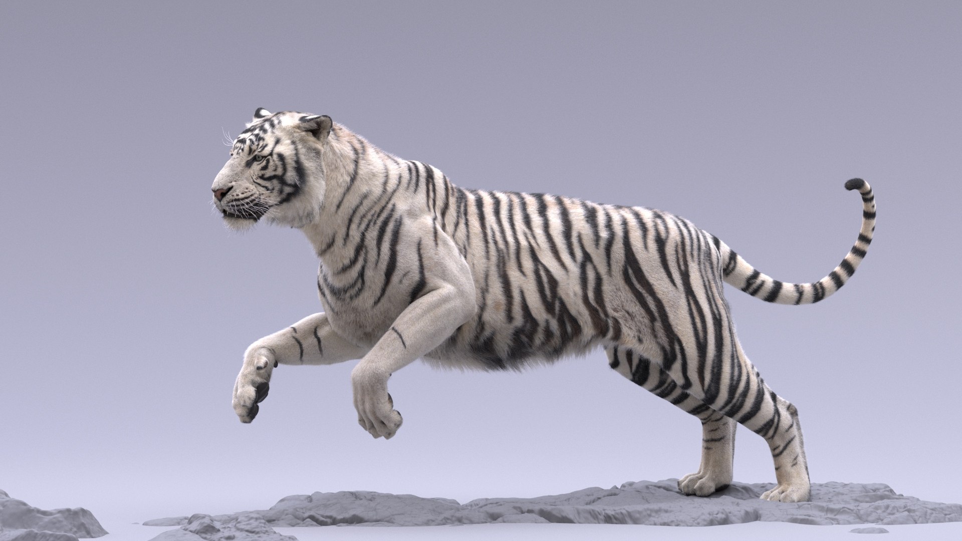3D Tiger RIGGED Collection - TurboSquid 1843772