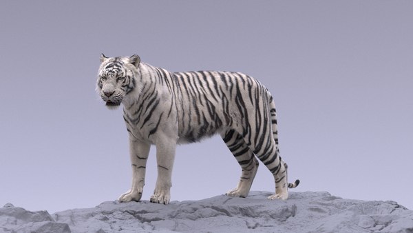3D Tiger RIGGED collection - TurboSquid 1843772