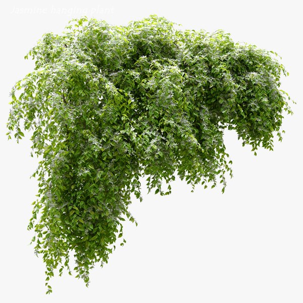 3D Jasmine Models | TurboSquid