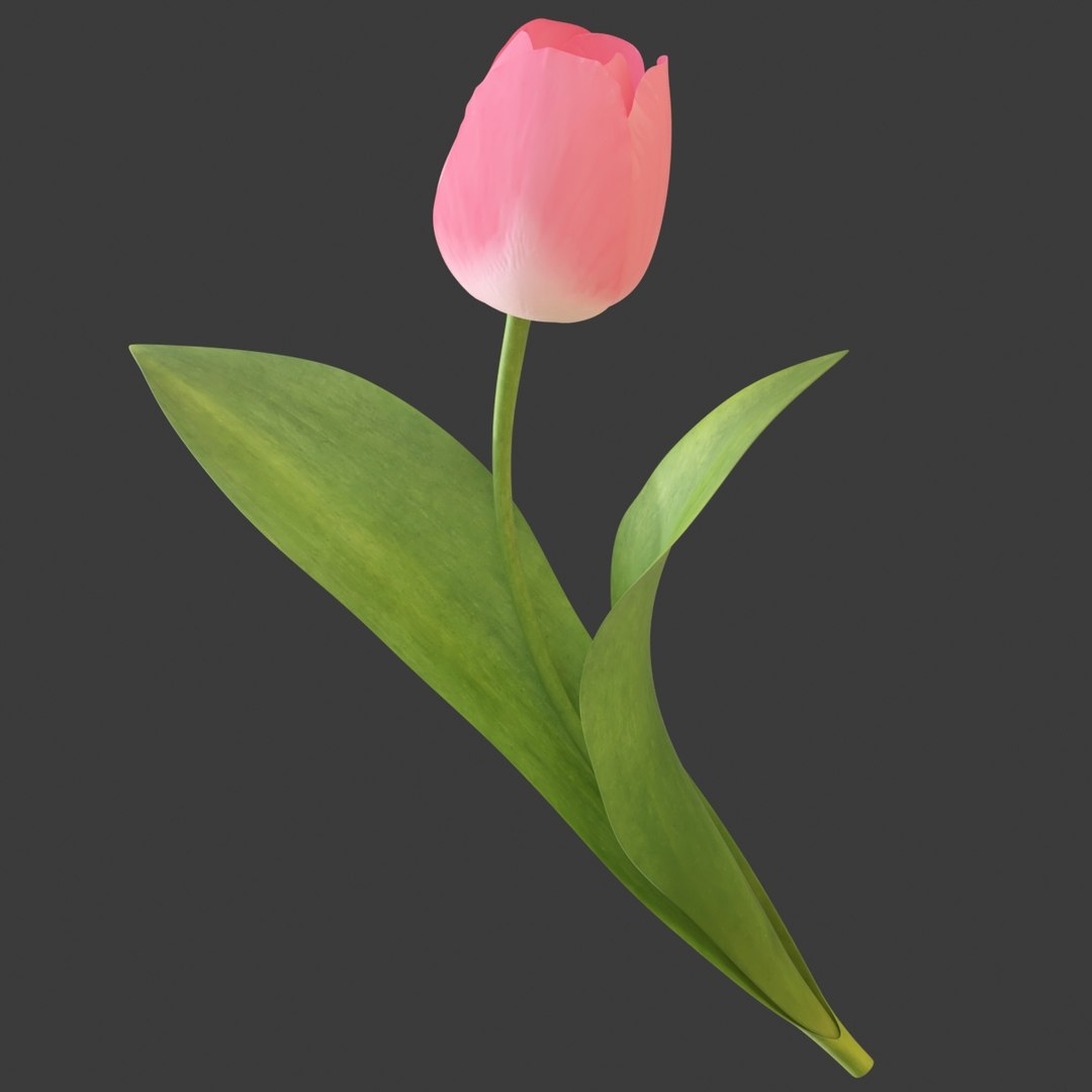 Tulip Flower 3D - TurboSquid 1205665