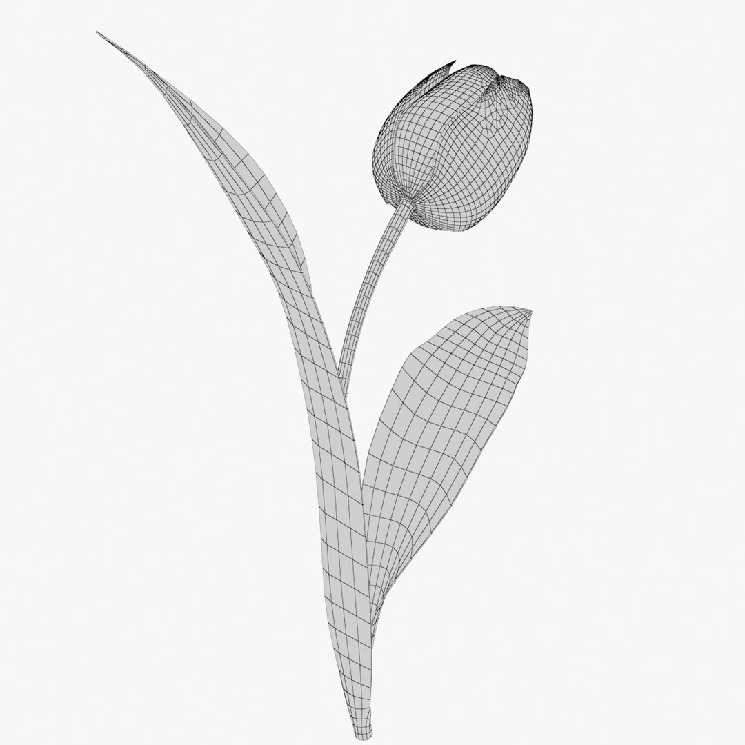 Tulip Flower 3D - TurboSquid 1205665