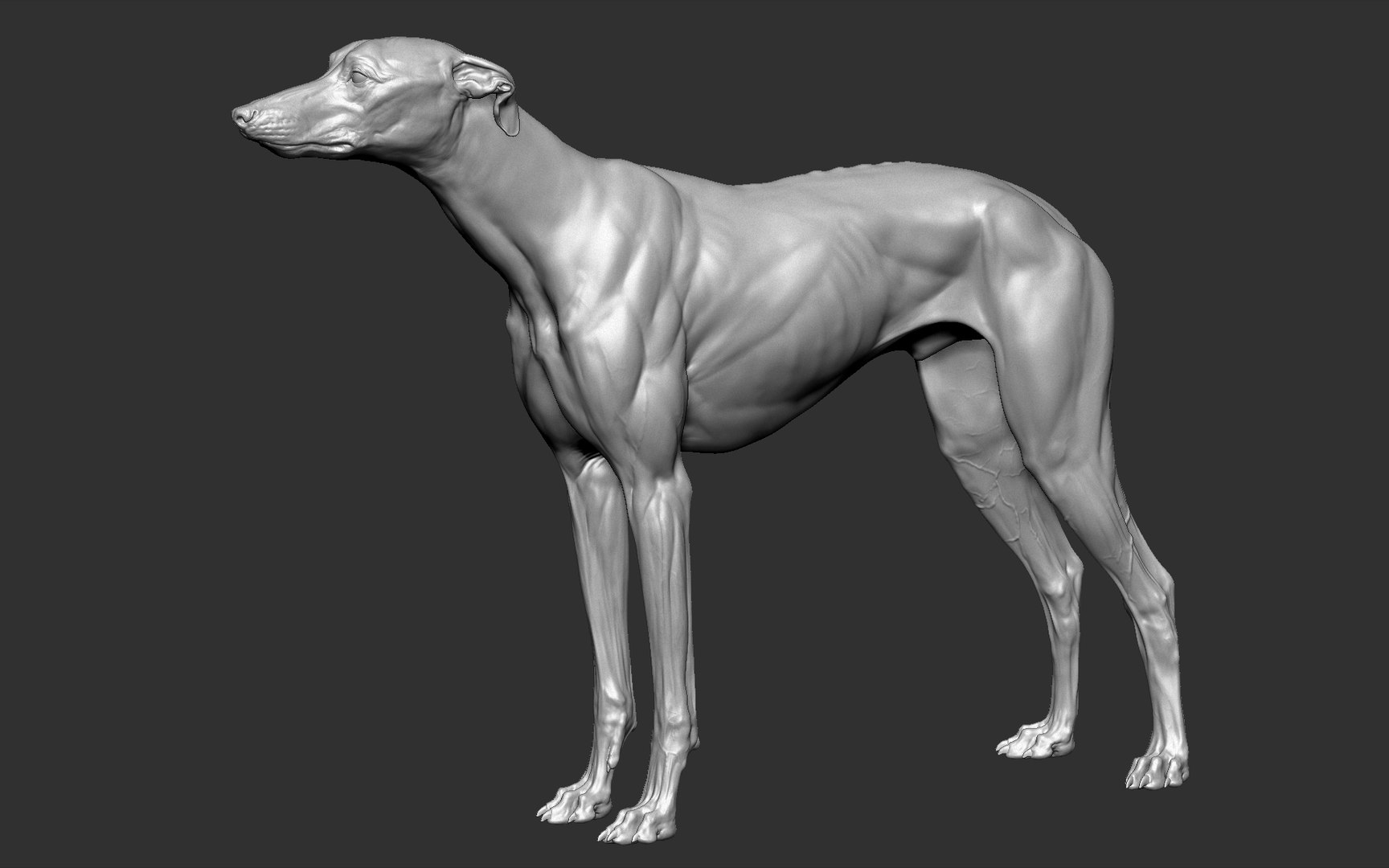 3D greyhound dog vfx zbrush model - TurboSquid 1450126