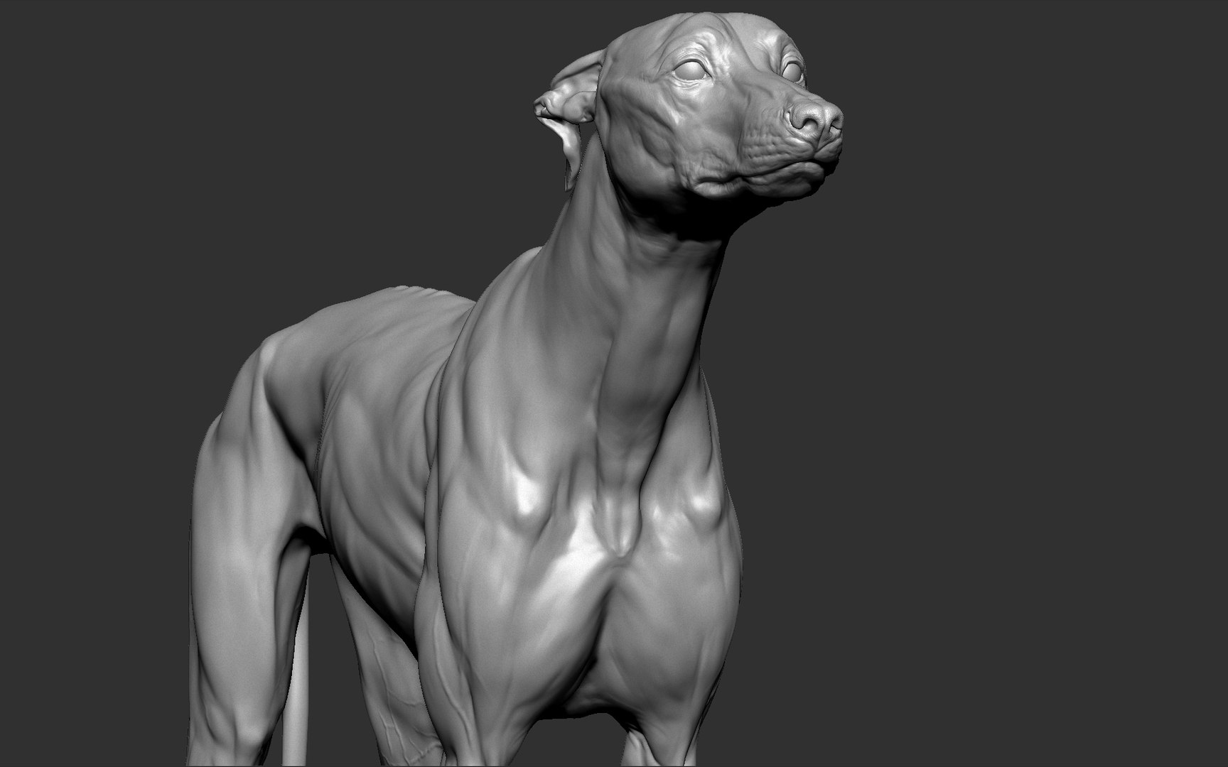 3D greyhound dog vfx zbrush model - TurboSquid 1450126