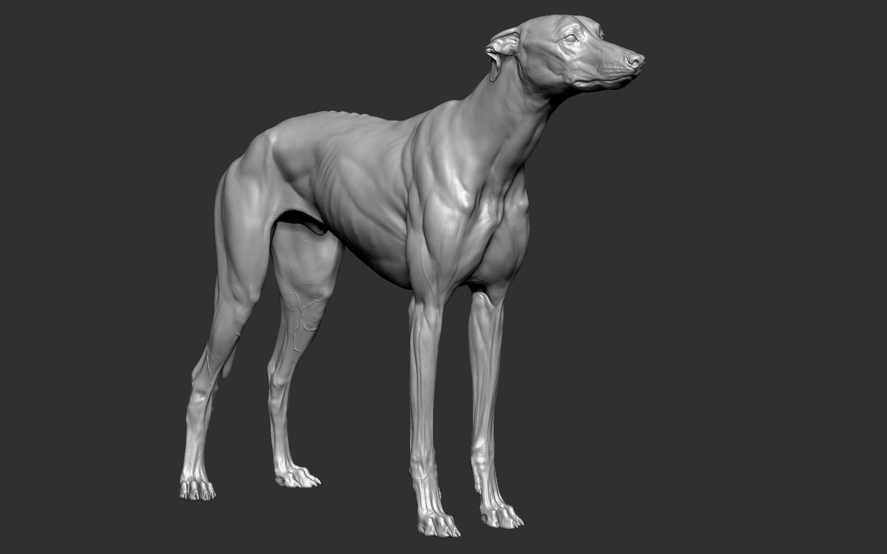 3D greyhound dog vfx zbrush model - TurboSquid 1450126