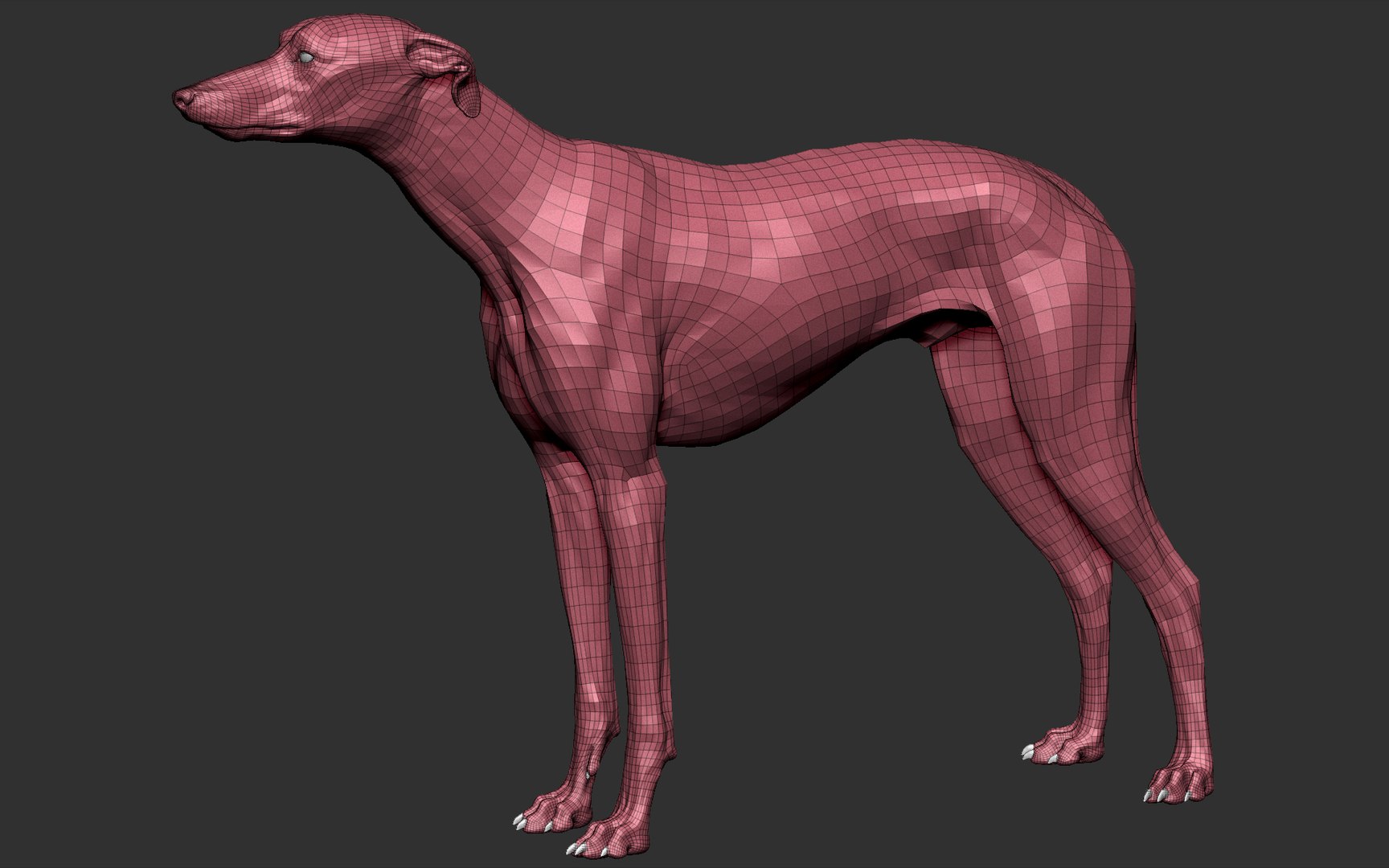 3D greyhound dog vfx zbrush model - TurboSquid 1450126